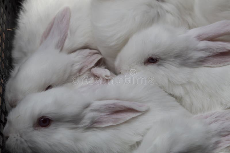 Several Small Snow-white Rabbits are Huddled Together Stock Image ...
