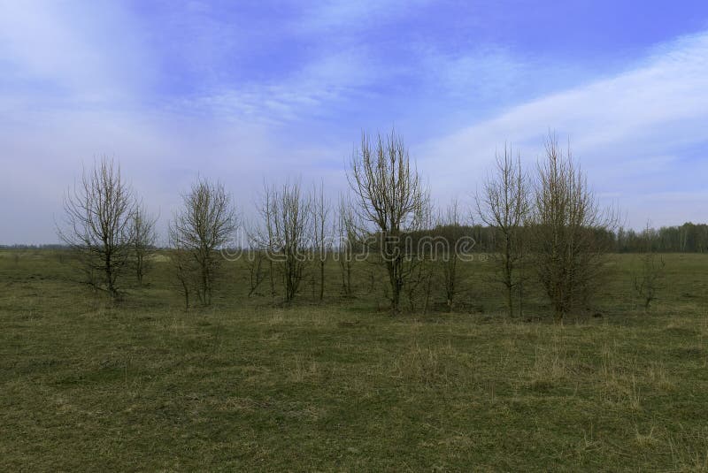 Several Small Trees in a Field on a Spring Evening Stock Photo - Image ...