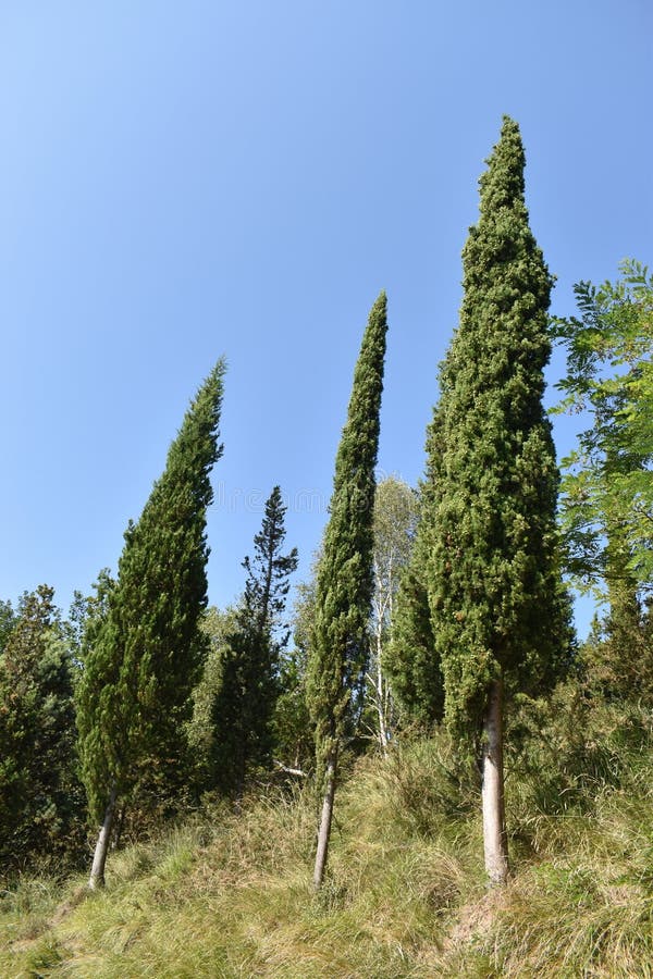 Several Specimens of Mediterranean Cypress (Cupressus Sempervirens ...