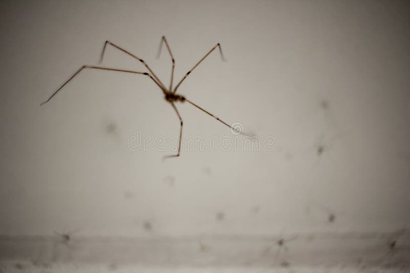 Several Spiders in My Ceiling Stock Photo - Image of arachnid, macro ...