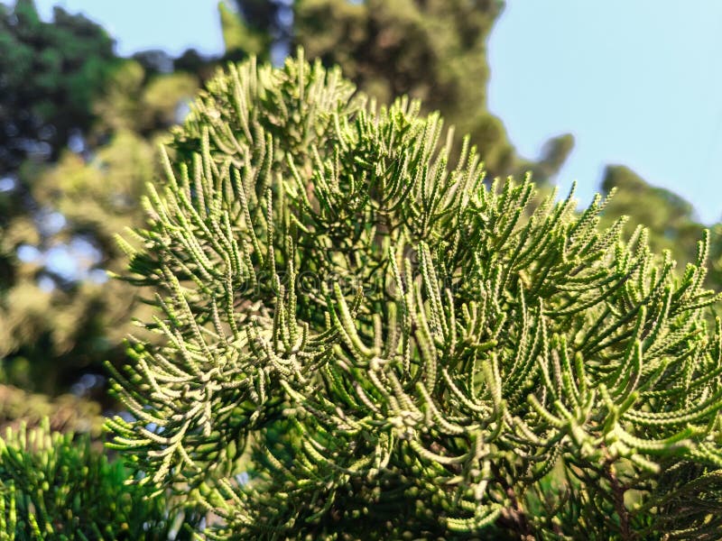 Several Sprigs of Pine Tree Leaves Stock Image - Image of evergreen ...