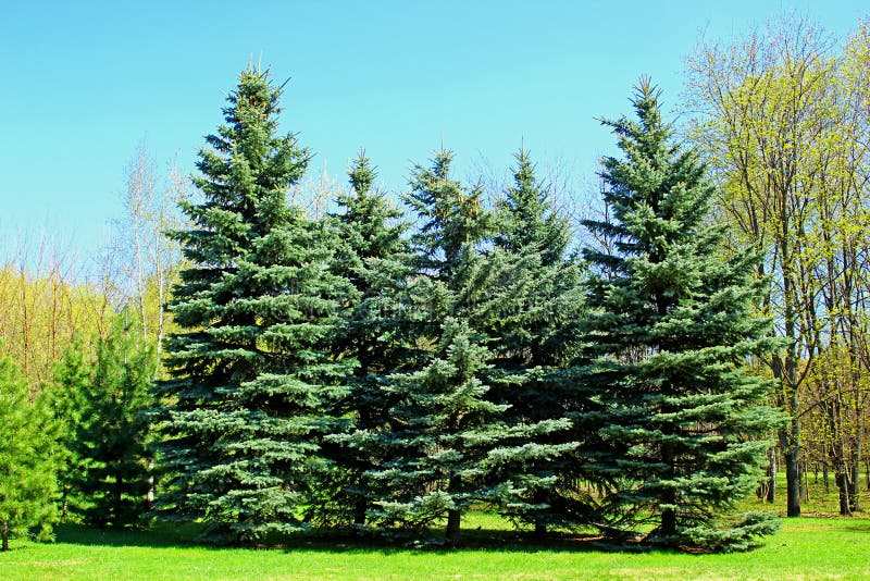 Several Spruce Trees in Early Spring Stock Photo - Image of bump ...