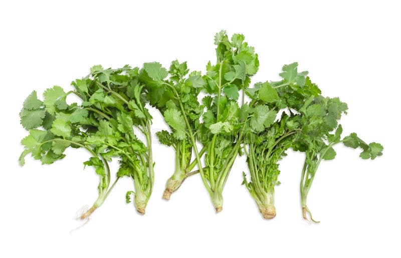 Cilantro with Stalks, Leaves and Root on a White Background Stock Photo ...