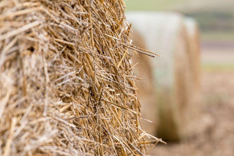 Several Straw Rolls in a Row Stock Photo - Image of bale, outdoors ...