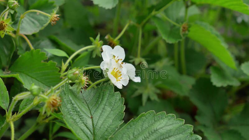 Strawberry Flowers Blooming on the Farm, Nature S Signal of a Fruitful ...