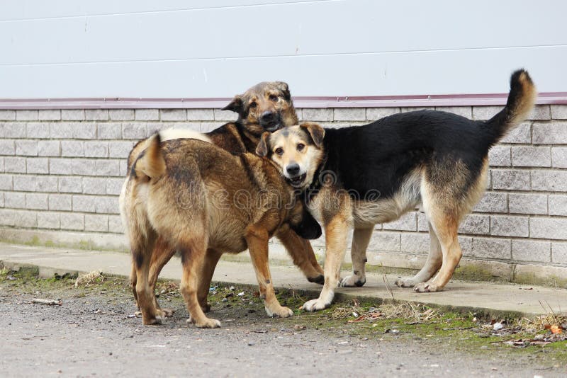 Several Stray Dogs Play with Each Other. Stock Photo - Image of friend ...
