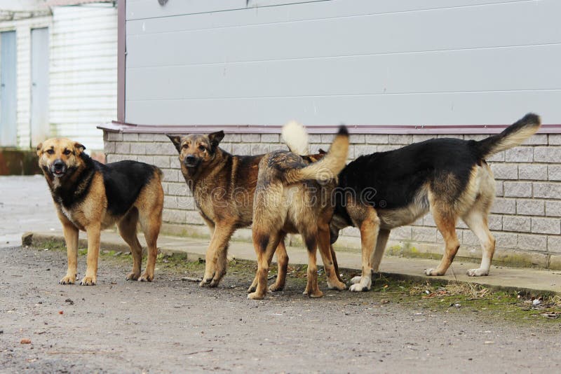 Several Stray Dogs Play with Each Other. Stock Image - Image of game ...