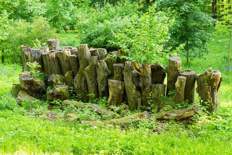 Several Stumps of Trees Lined Up in a Deep Green Forest Stock Image ...