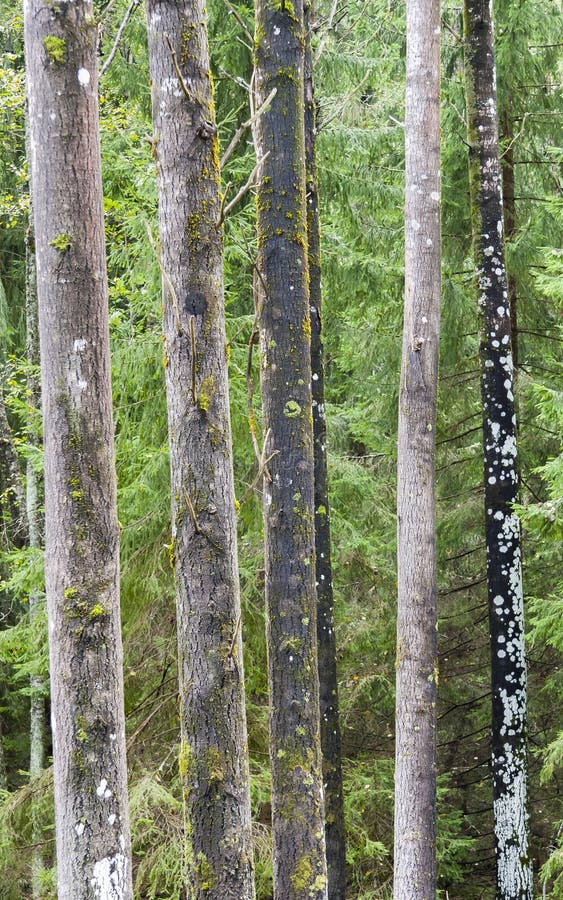 Several Tall Tree Stems in Woods Stock Photo - Image of stem, summer ...