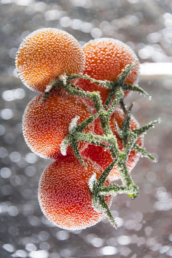 Several Tomatoes on the Branch are Covered with Air Bubbles on a Silver ...