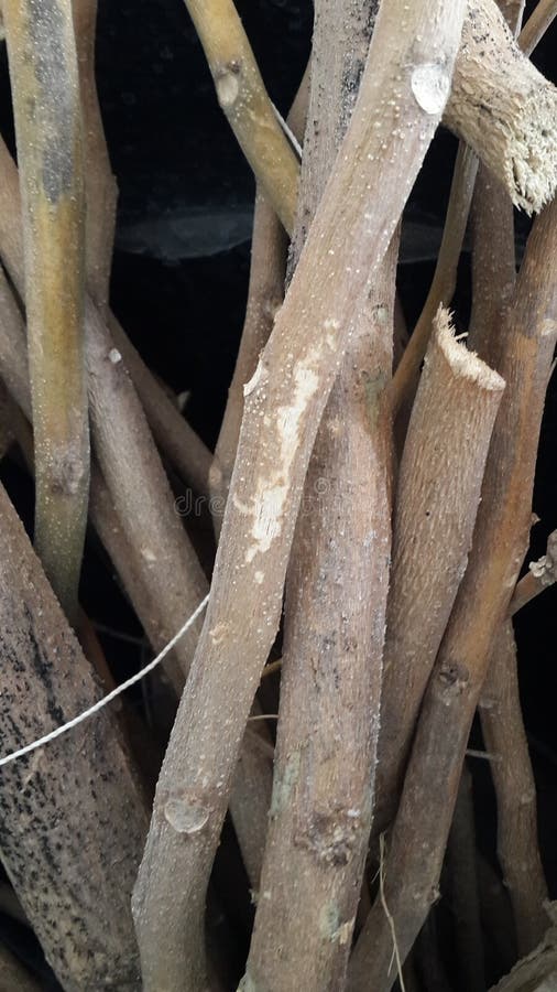 Several Tree Trunks Leaned Against the Wall with the Skin Starting To ...