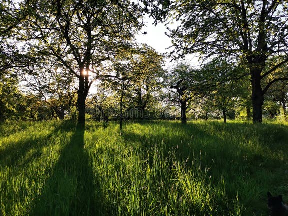 Several Trees with Big Shadows Stock Photo - Image of green, garden ...
