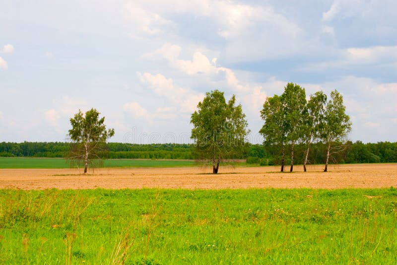 Several Trees in the Field. Stock Photo - Image of russia, rural: 12569168