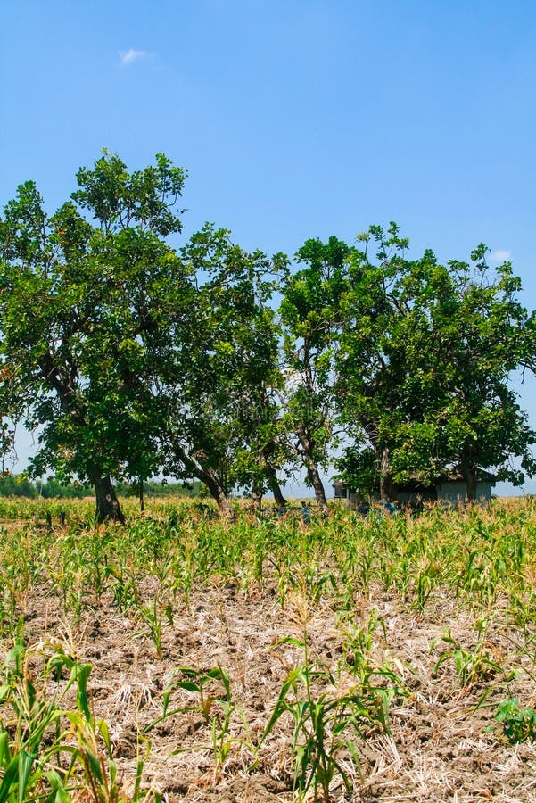 The Trees and Corn Fields stock vector. Illustration of produce - 224359615