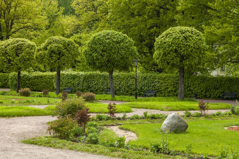Several Trees with Round Crowns Stand in a Row in the Park Stock Photo ...
