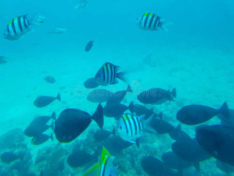 Several Tropical Fish in the Sea Stock Photo - Image of tropicalfish ...