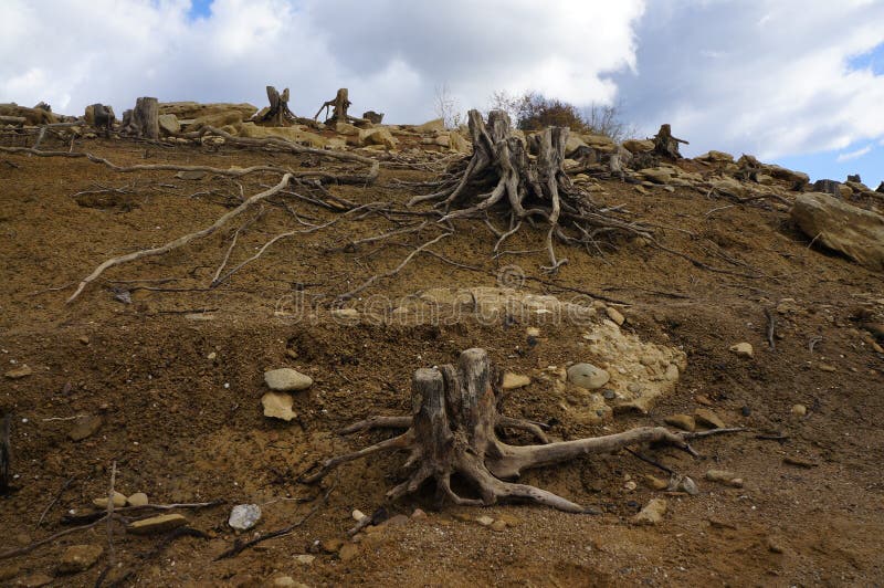 Several Trunks with Tree Roots in the Ground Stock Photo - Image of ...