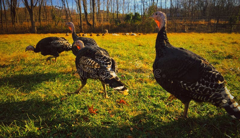 Two Turkeys Running in the Wild Stock Image - Image of holiday, legs ...