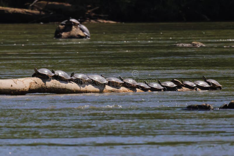 A Line of Turtles Laying on a Log in the Water Stock Image - Image of ...