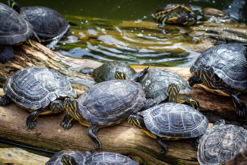 Turtles in a pond stock photo. Image of enjoy, look, shell - 582208