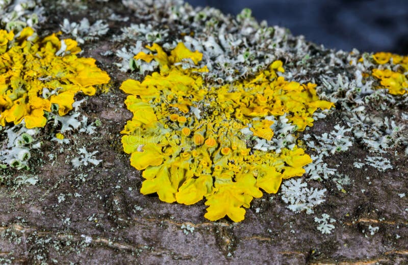 Several Types of Crustose Lichen on Concrete Hydraulic Structures on ...