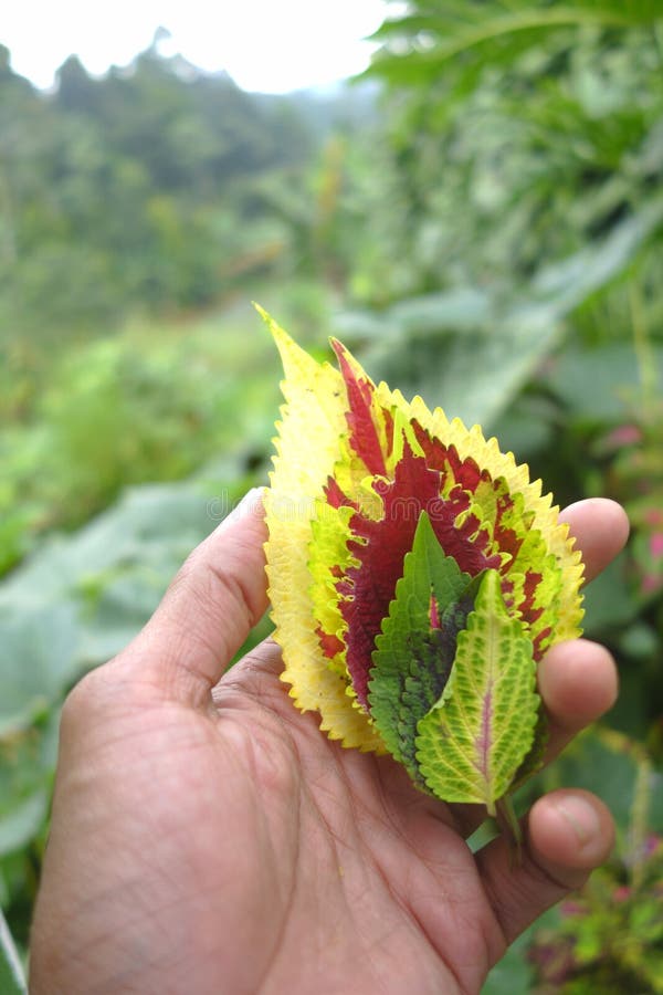 Several Types of Decorative Coleus Rainbow Leave Plants Stock Photo ...