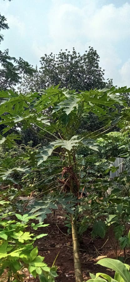 Several Types of Fruit Trees in a Resident& X27;s Garden Stock Image ...