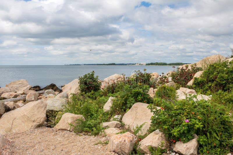 Beach Plants Bloom among the Rocks Stock Photo - Image of england ...
