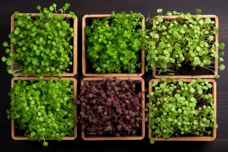 Assorted Plants Arranged in a Box Stock Image - Image of collection ...