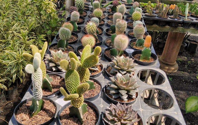 Small Different Types of Cactus Plants in a Row on Wooden Table ...