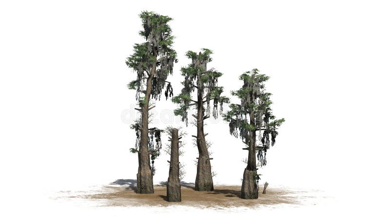 Cypress Tree Swamp Drawing