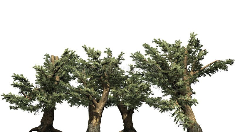 Cedar Lebanon Tree Stock Illustrations – 259 Cedar Lebanon Tree Stock ...