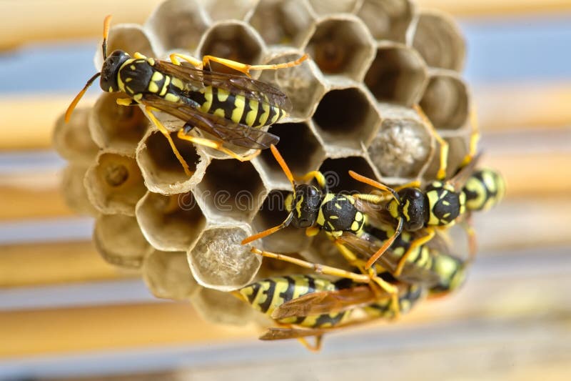 Several Wasps Building a Nest To Lay Their Eggs Stock Image - Image of ...