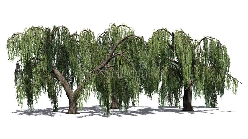 Weeping Willow Tree - Isolated on White Background Stock Photo - Image ...