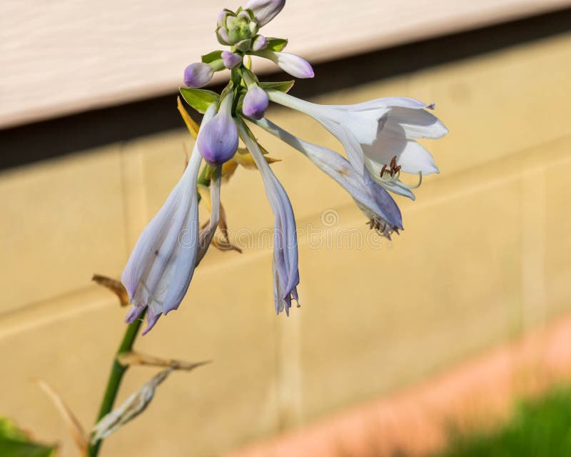 Several White and Lavender Hosta Blooms in the Hosta Garden Stock Photo ...