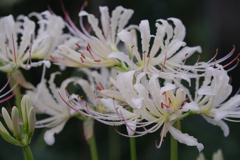 Several White Lycoris Radiata Flowers Stock Image - Image of bloom, floral: 260353623