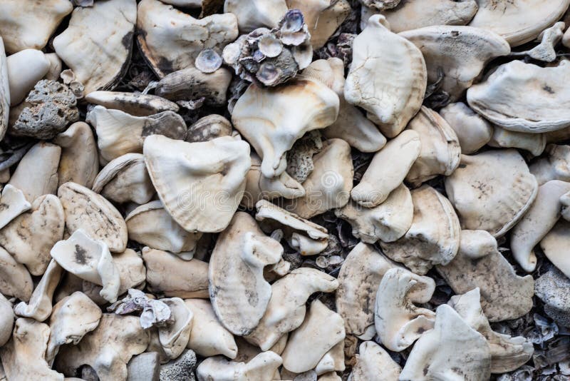 Several White Sea Shells Together Forming a Texture Stock Image - Image ...