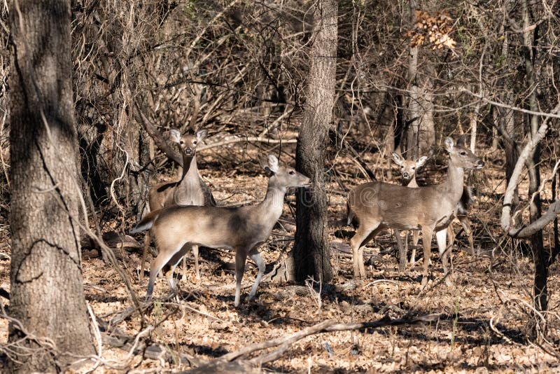 Several White-tailed Deer Walking through the Woods in Winter Stock ...