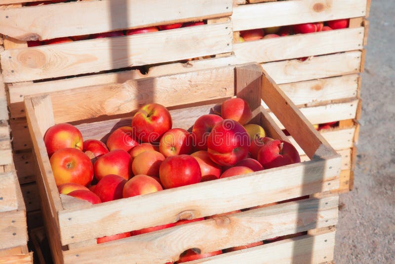 Several Wooden Boxes with Red Apples Stock Photo - Image of fall, fruit ...