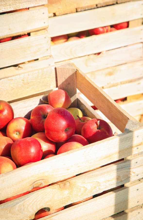 Several Wooden Boxes with Red Apples Stock Photo - Image of fall, food ...