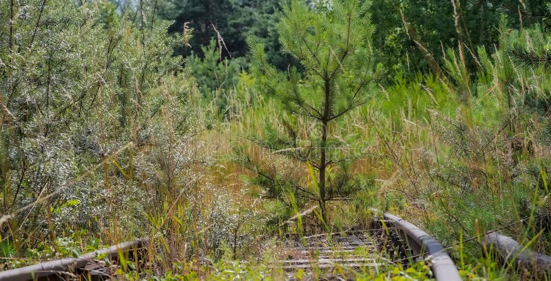 A Young Pine Tree Growing in the Middle of an Abandoned Railroad Track. Stock Photo - Image of ...