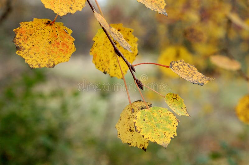 Several Yellow Aspen Leaves Stock Photo - Image of leaves, colored ...