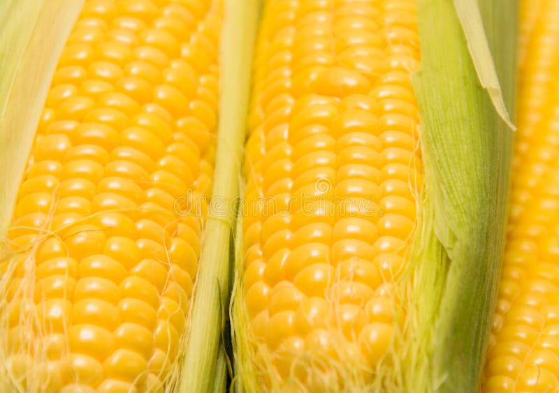 Several young corncobs stock photo. Image of cereal, husk - 74550092