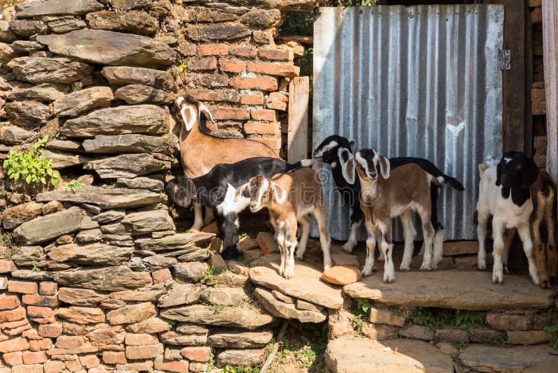 Several Young Goats Standing Near a Stone Wall Stock Photo - Image of ...