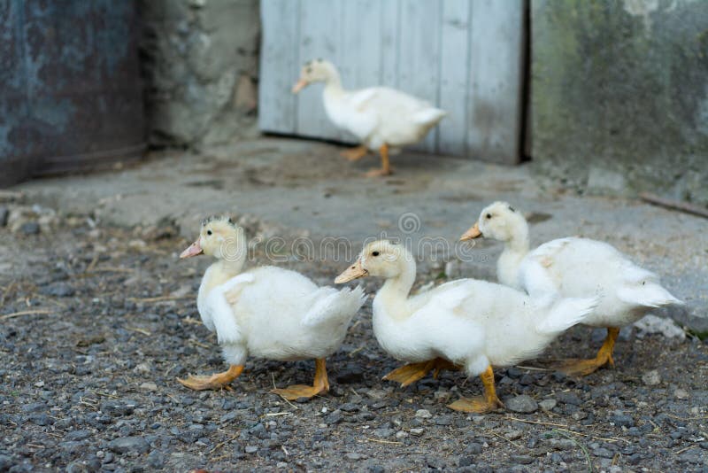 Several Young White Ducks Walk Around the Yard Stock Photo - Image of ...