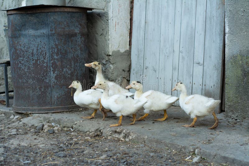 Several Young White Ducks Walk Around the Yard. Stock Photo - Image of ...