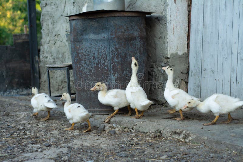 Several Young White Ducks Walk Around the Yard. Stock Image - Image of ...