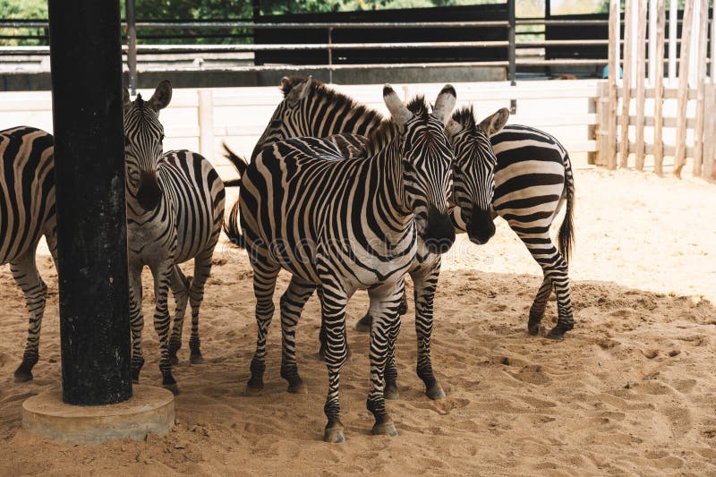 Several Zebras are Standing with a Stall at Zoo. Stock Photo - Image of ...