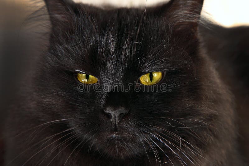 Severe Black Cat Looking To You Stock Image - Image of lips, focus ...