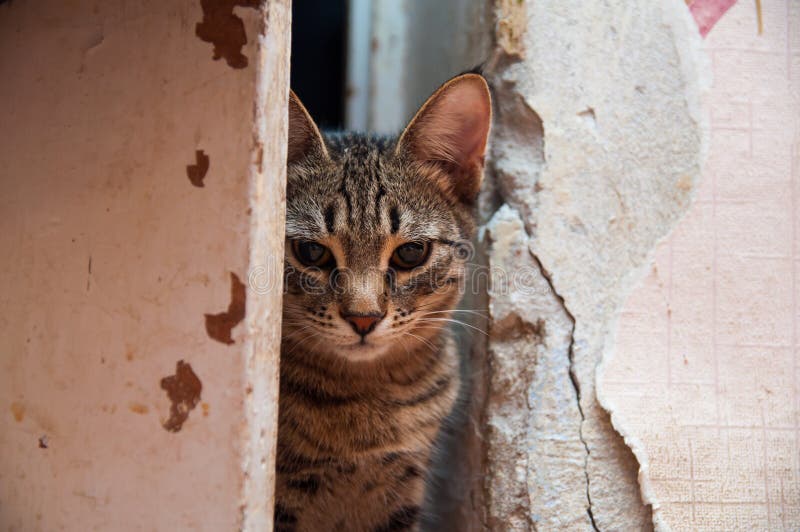 A Severe Cat is in a Doorway. Stock Photo - Image of doorway, door ...